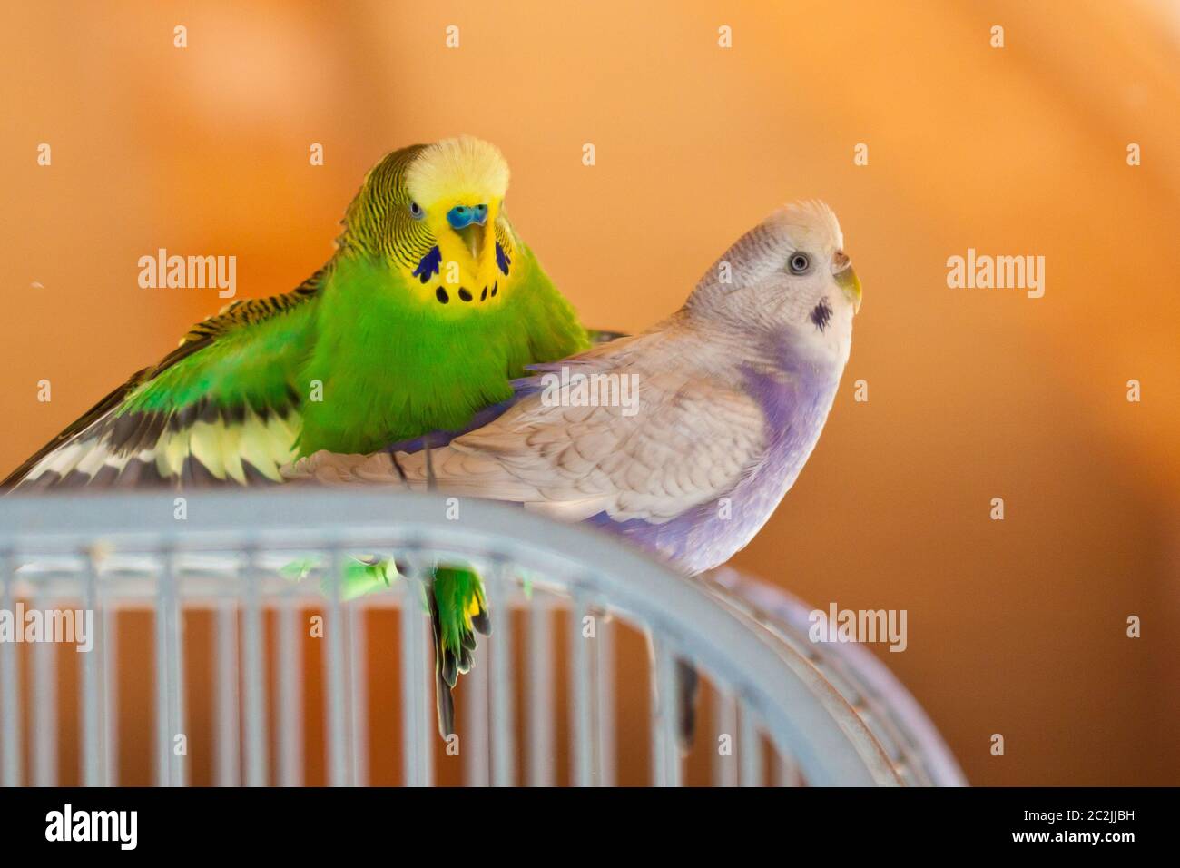 Budgerigar (Melopsittacus undulatus Stock Photo - Alamy