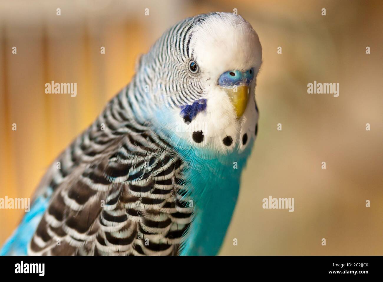 Budgerigar (Melopsittacus undulatus Stock Photo - Alamy