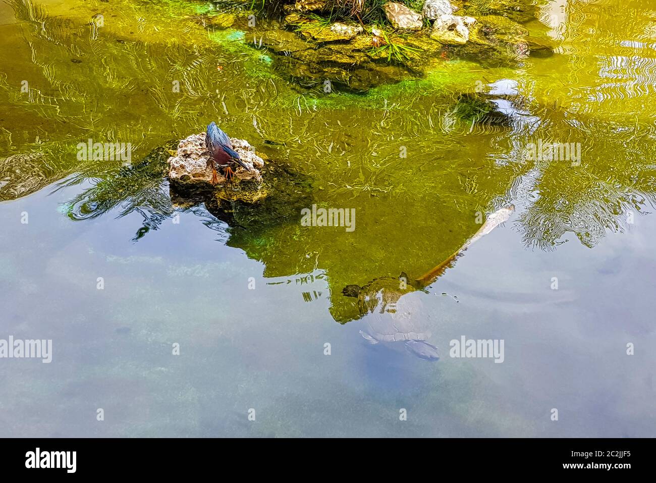 Hunting green heron (Butorides virescens) - Peninsula de Zapata ...