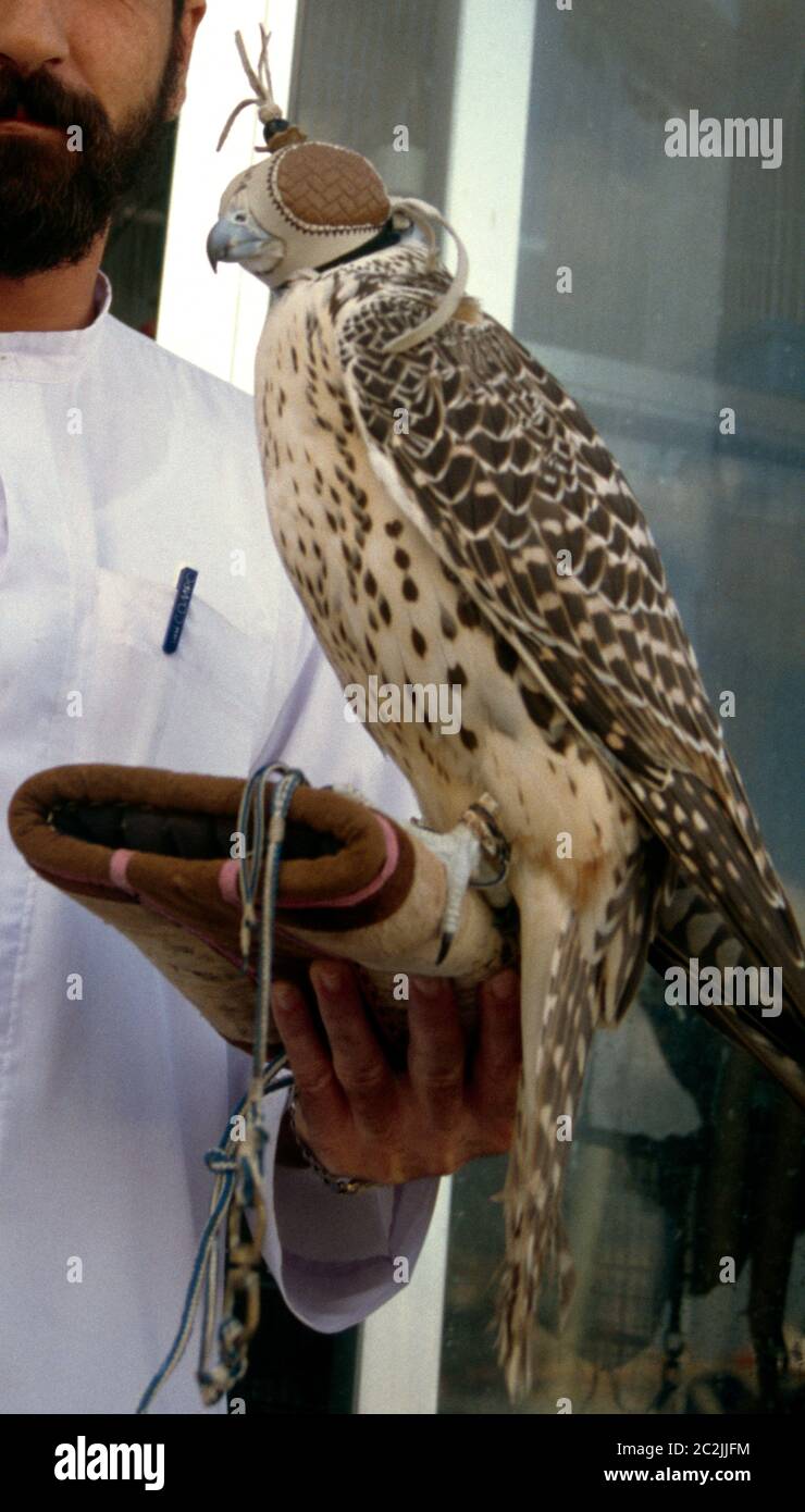Sharjah UAE Man holding Hawk with Eyes Covered Stock Photo - Alamy