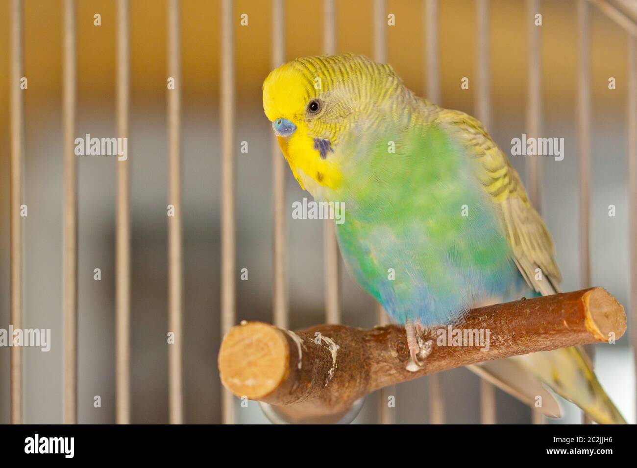 Budgerigar (Melopsittacus undulatus Stock Photo - Alamy