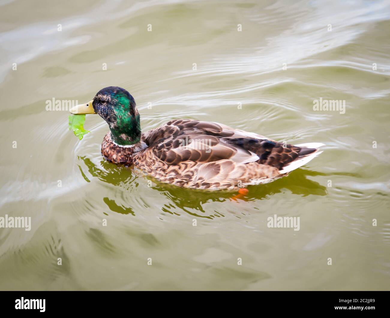 View, portrait of a mallard, mallards Stock Photo - Alamy