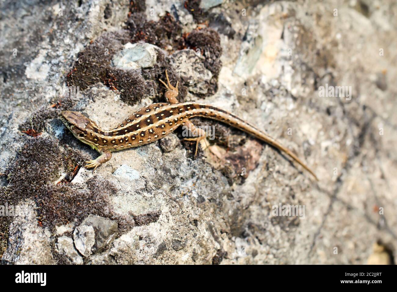 A female fence lizard on a stone Stock Photo - Alamy