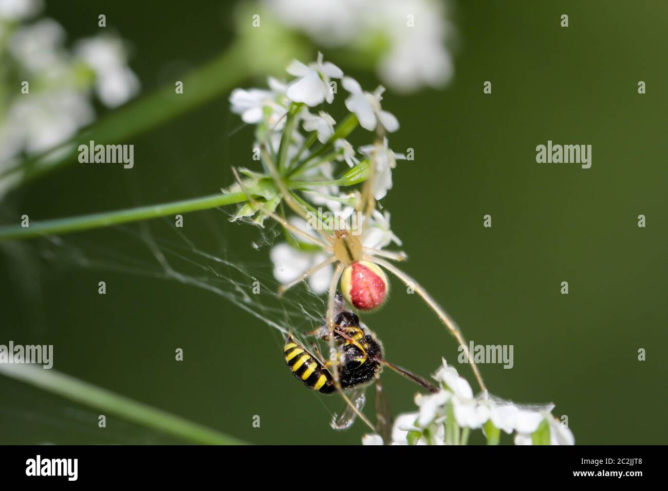 a macro of a spider and a wasp Stock Photo - Alamy
