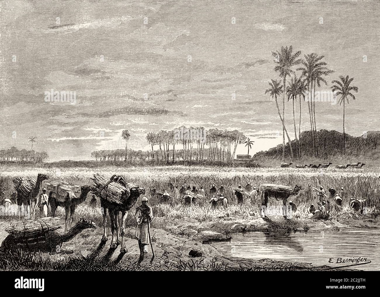 The zafra. Harvesting sugar cane in the Nile river valley, Ancient ...