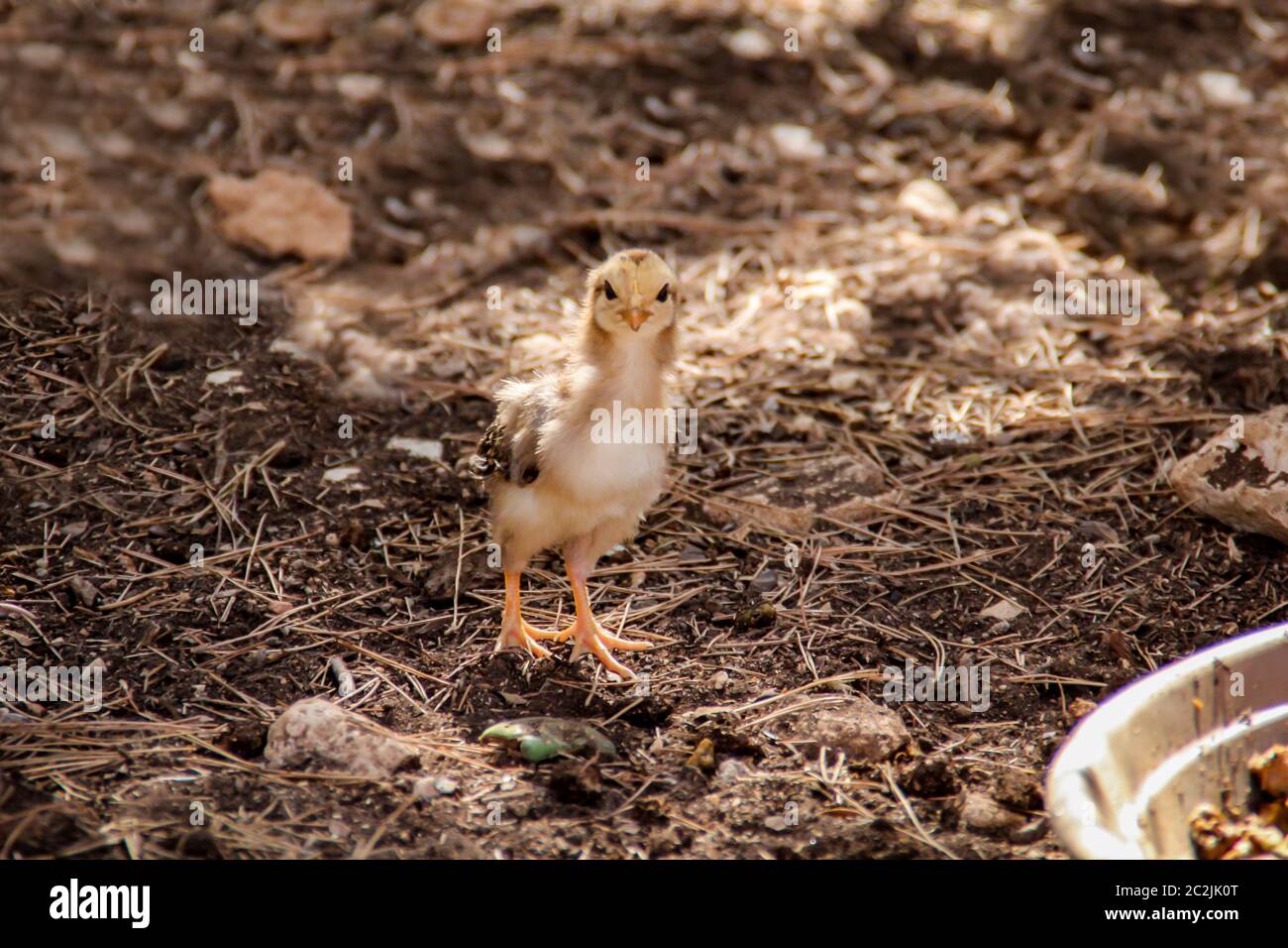 Chicken chick looks after his mother Stock Photo - Alamy
