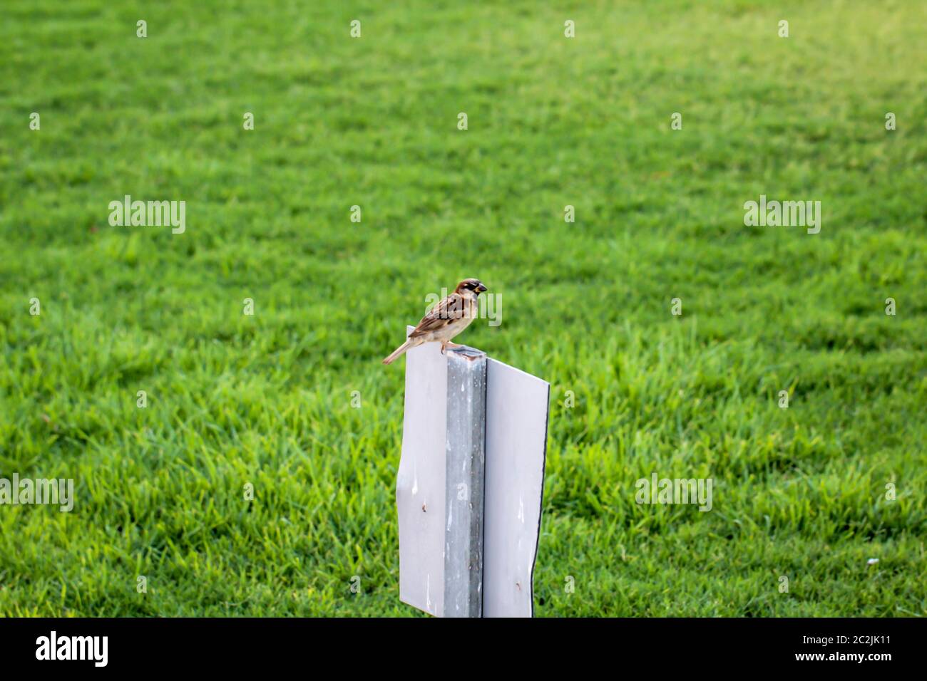 What is a sparrow hi-res stock photography and images - Alamy
