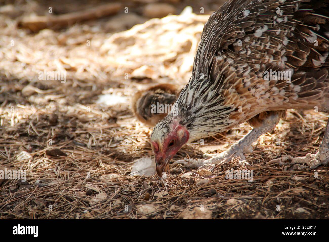 Chicken with chicks on foraging Stock Photo - Alamy