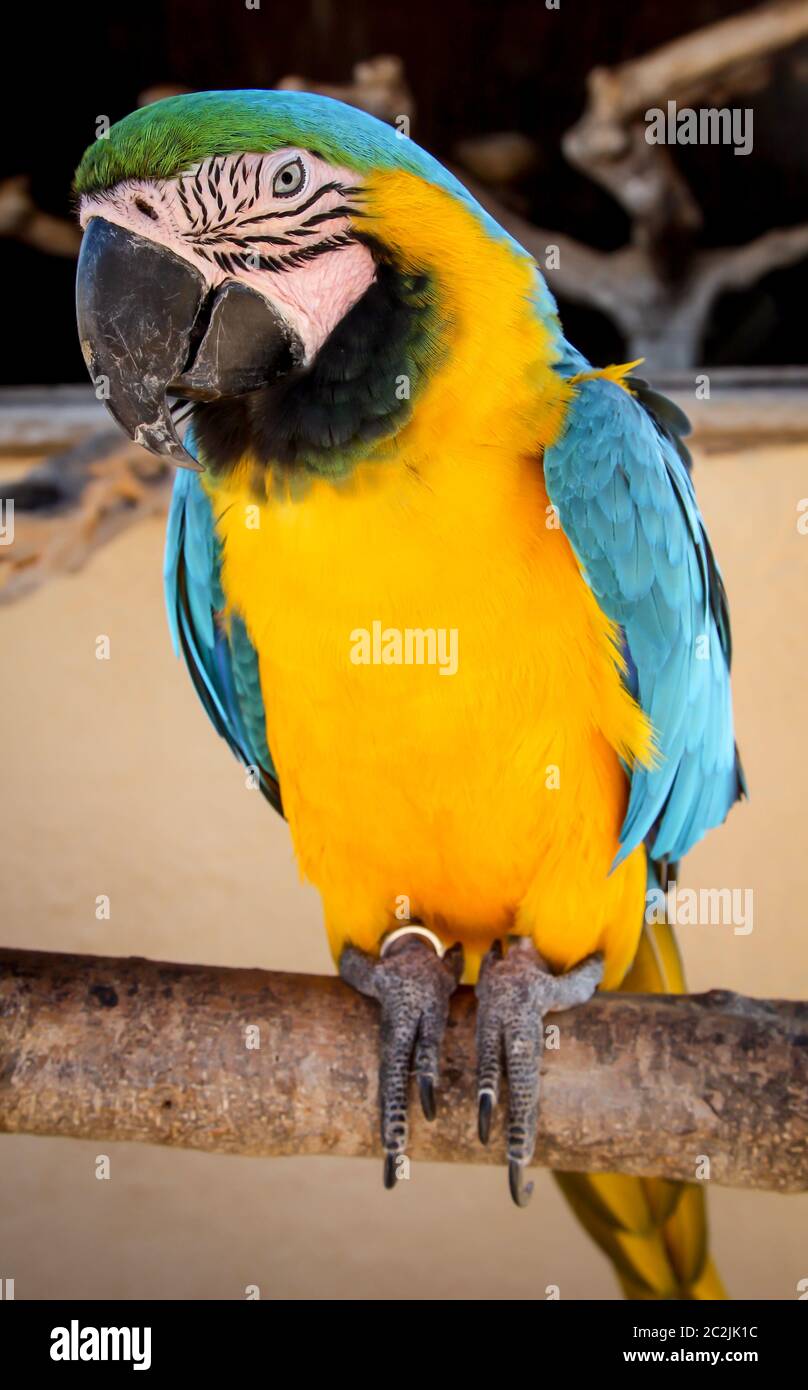 details, portrait, view of a macaw, papagai Stock Photo - Alamy