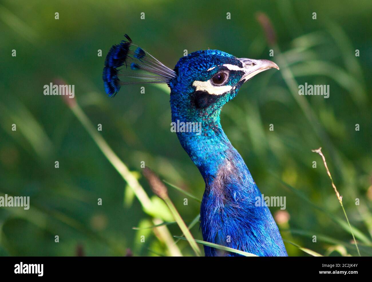 Indian Peafowl or Blue Peafowl (Pavo cristatus Stock Photo - Alamy