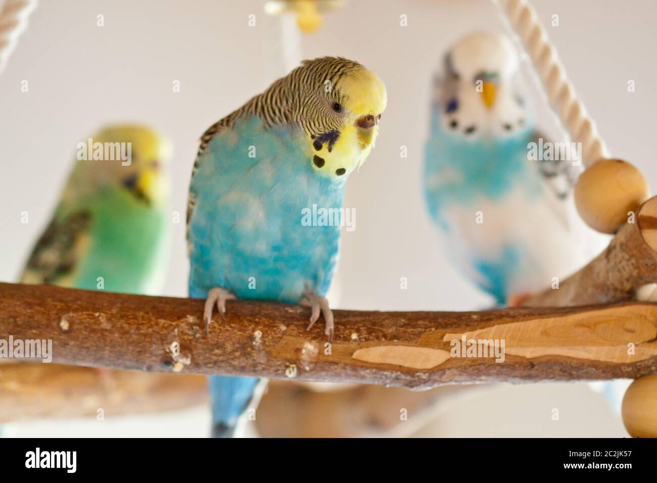 Budgerigar (Melopsittacus undulatus Stock Photo - Alamy