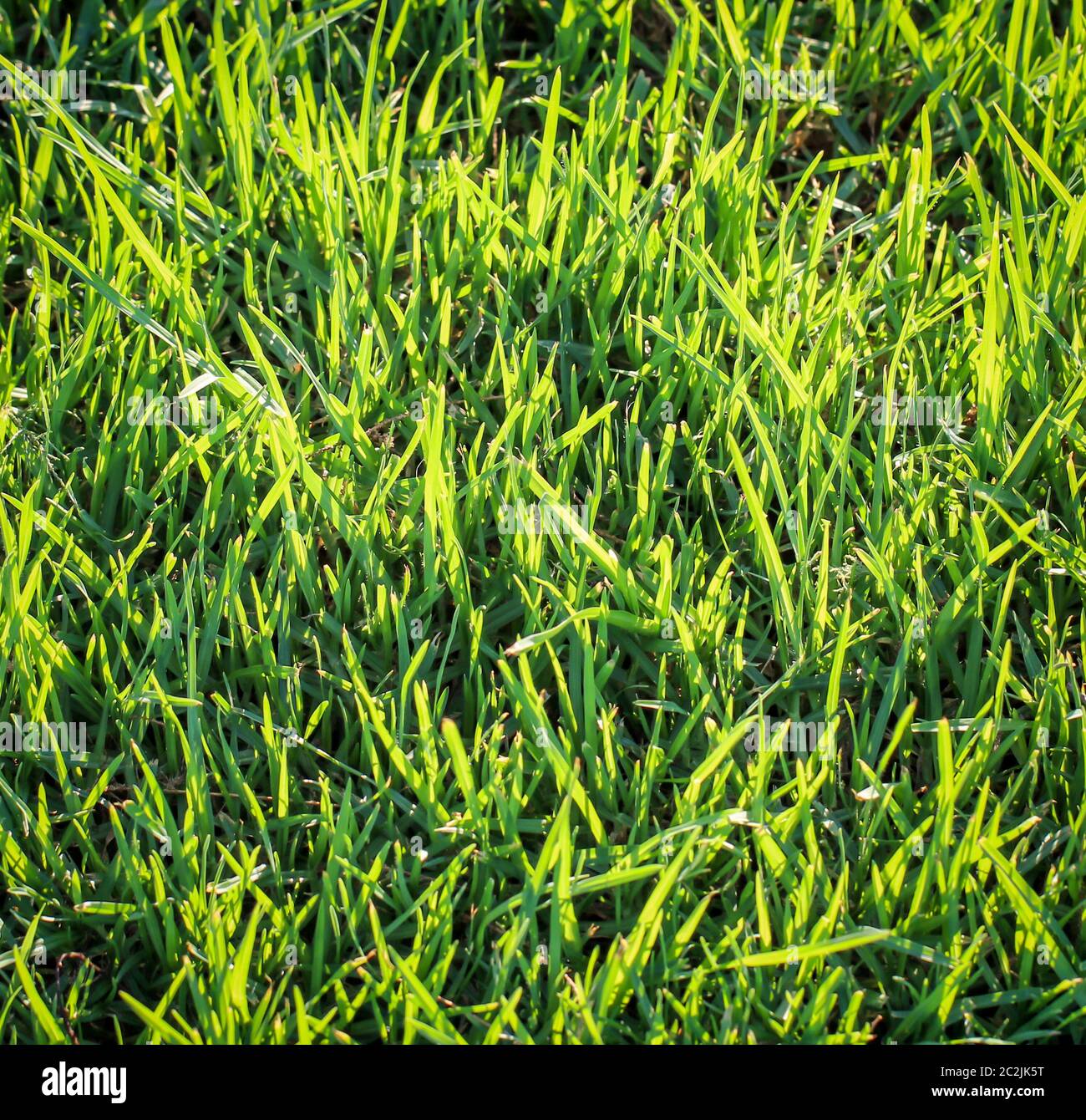 Grass, grass texture, grasses in the sunlight Stock Photo - Alamy