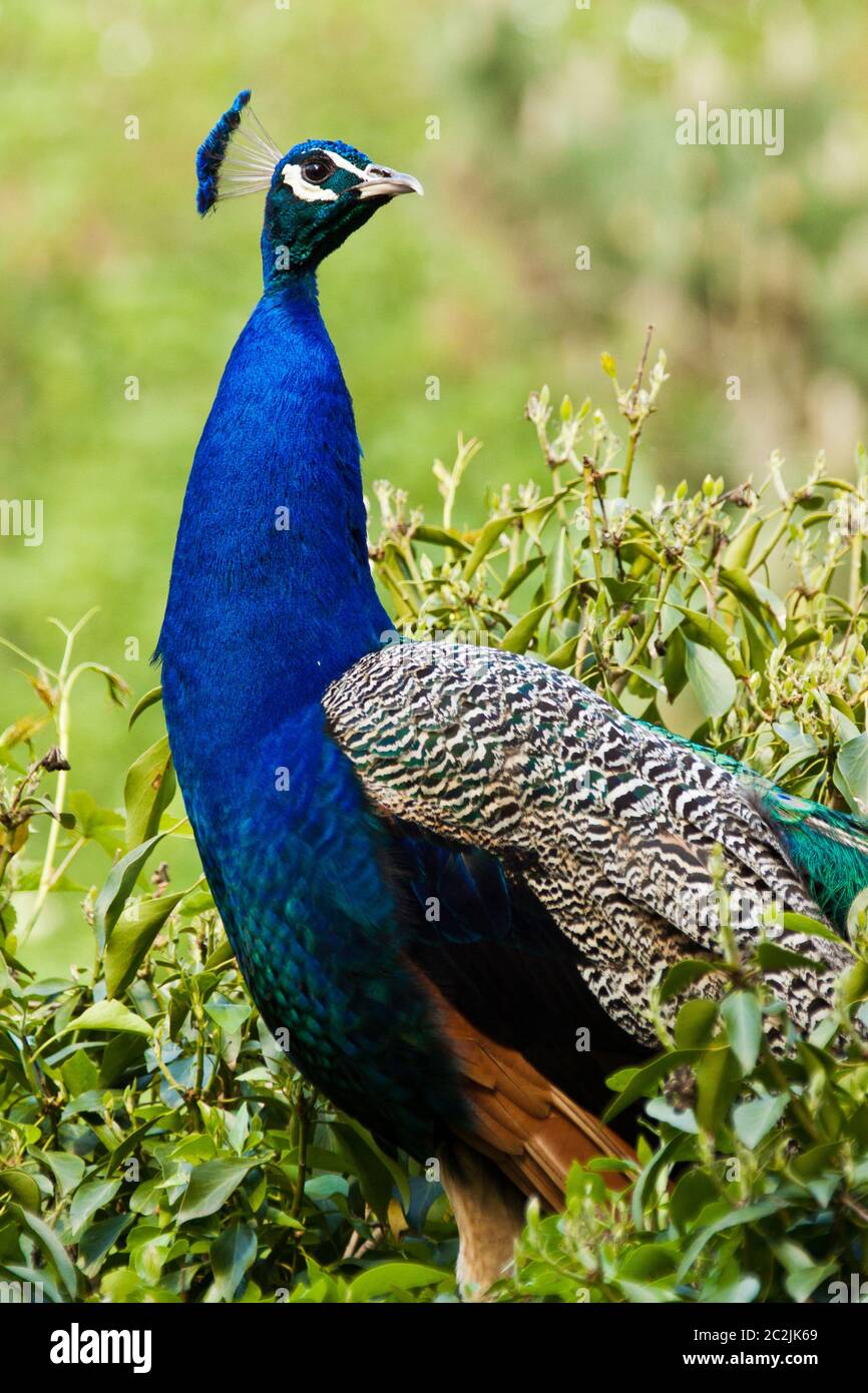 Indian Peafowl or Blue Peafowl (Pavo cristatus Stock Photo - Alamy