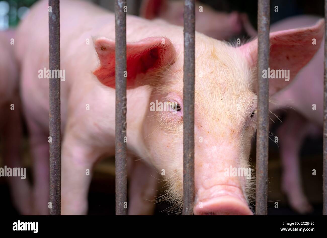 Cute piglet in farm. Sad and healthy small pig. Livestock farming. Meat ...