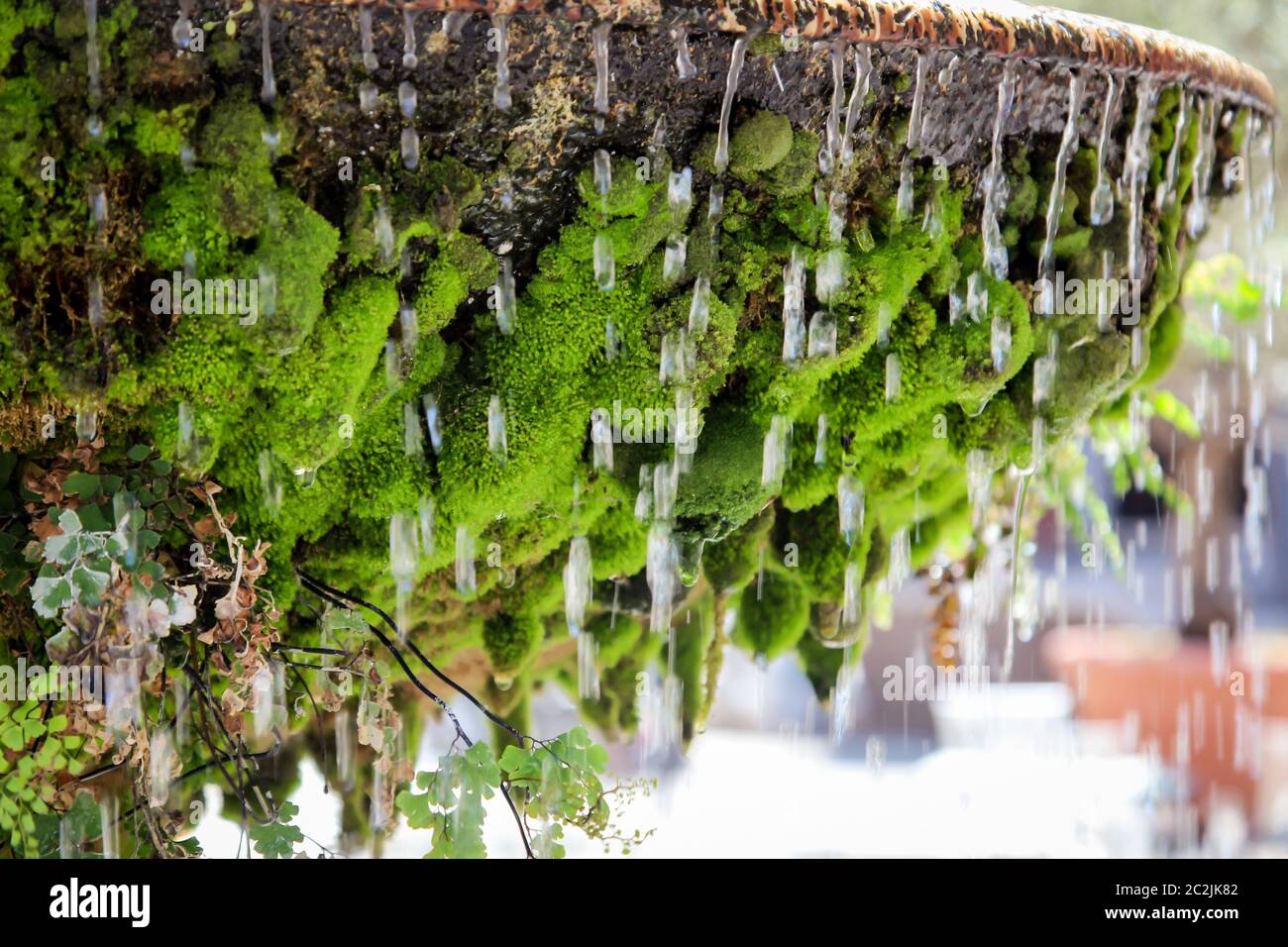 Details of a moss and fern-covered fountain Stock Photo - Alamy