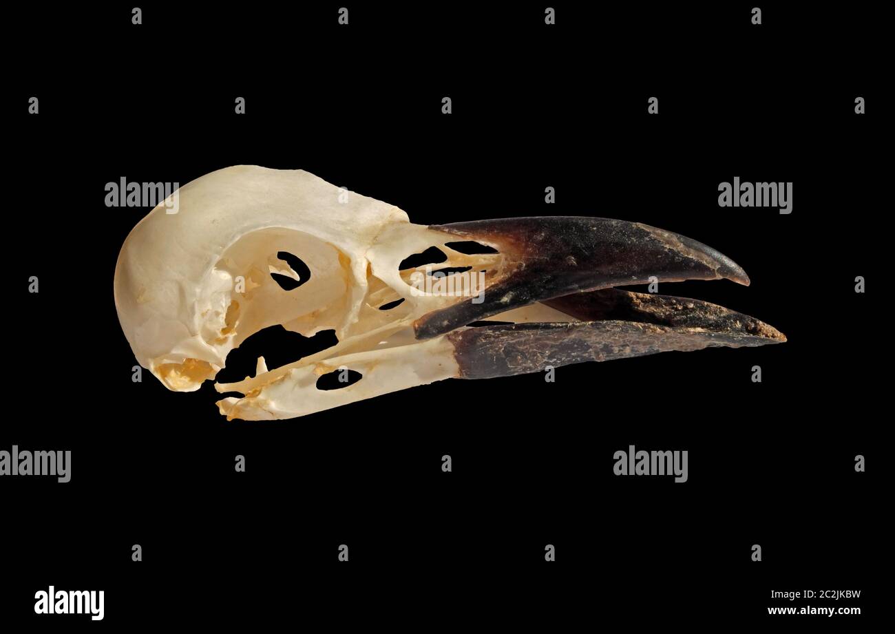 side view of a crow skull with open beak on a black background Stock ...
