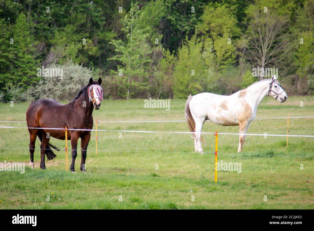 Horses in a paddock spring hi-res stock photography and images - Alamy
