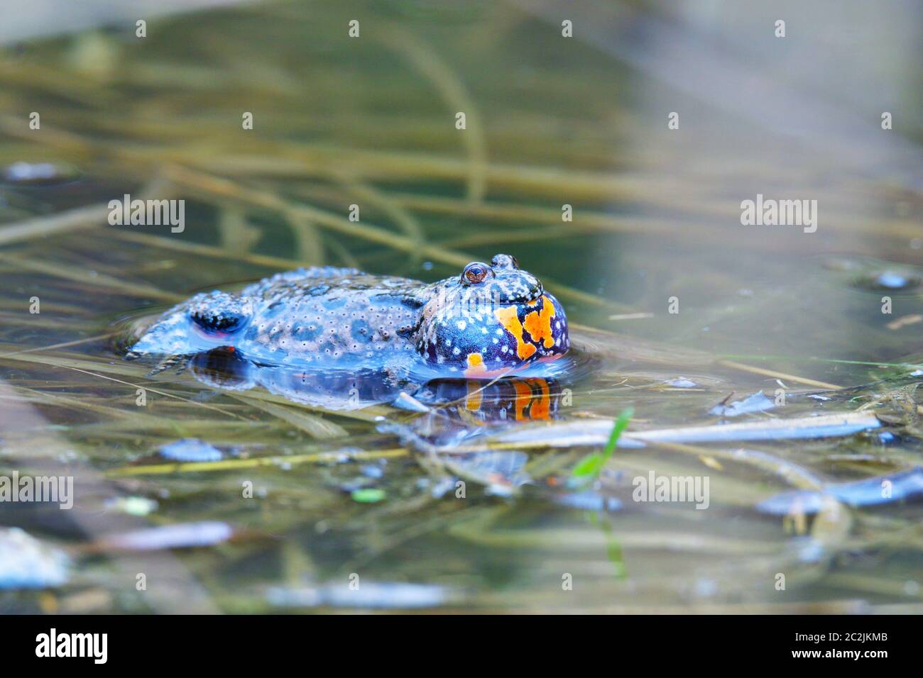 European fire-bellied toad in a pond in spring Stock Photo - Alamy