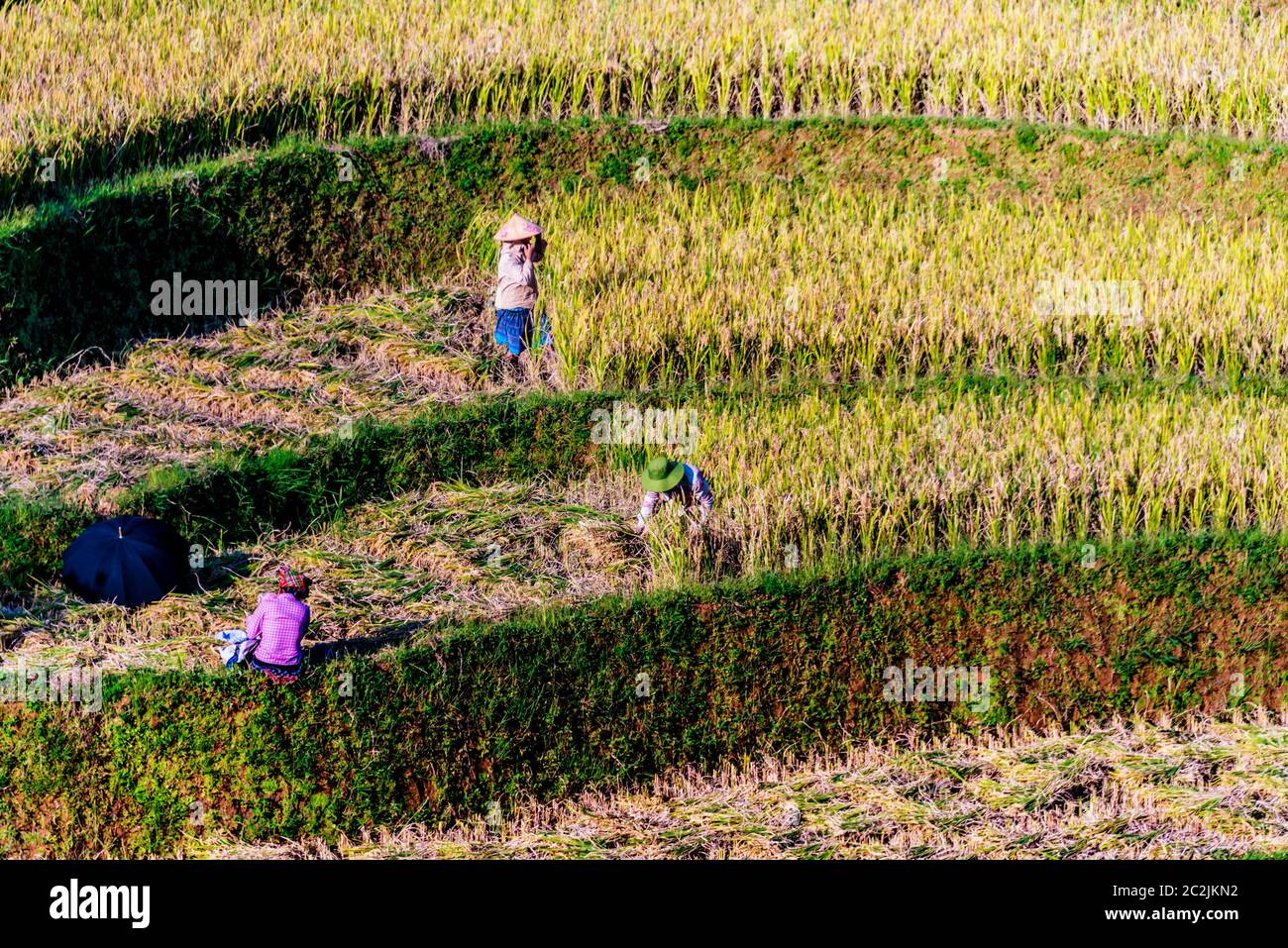 Self-sufficient labor-intensive farming in Mu Cang Chai District, Yen ...