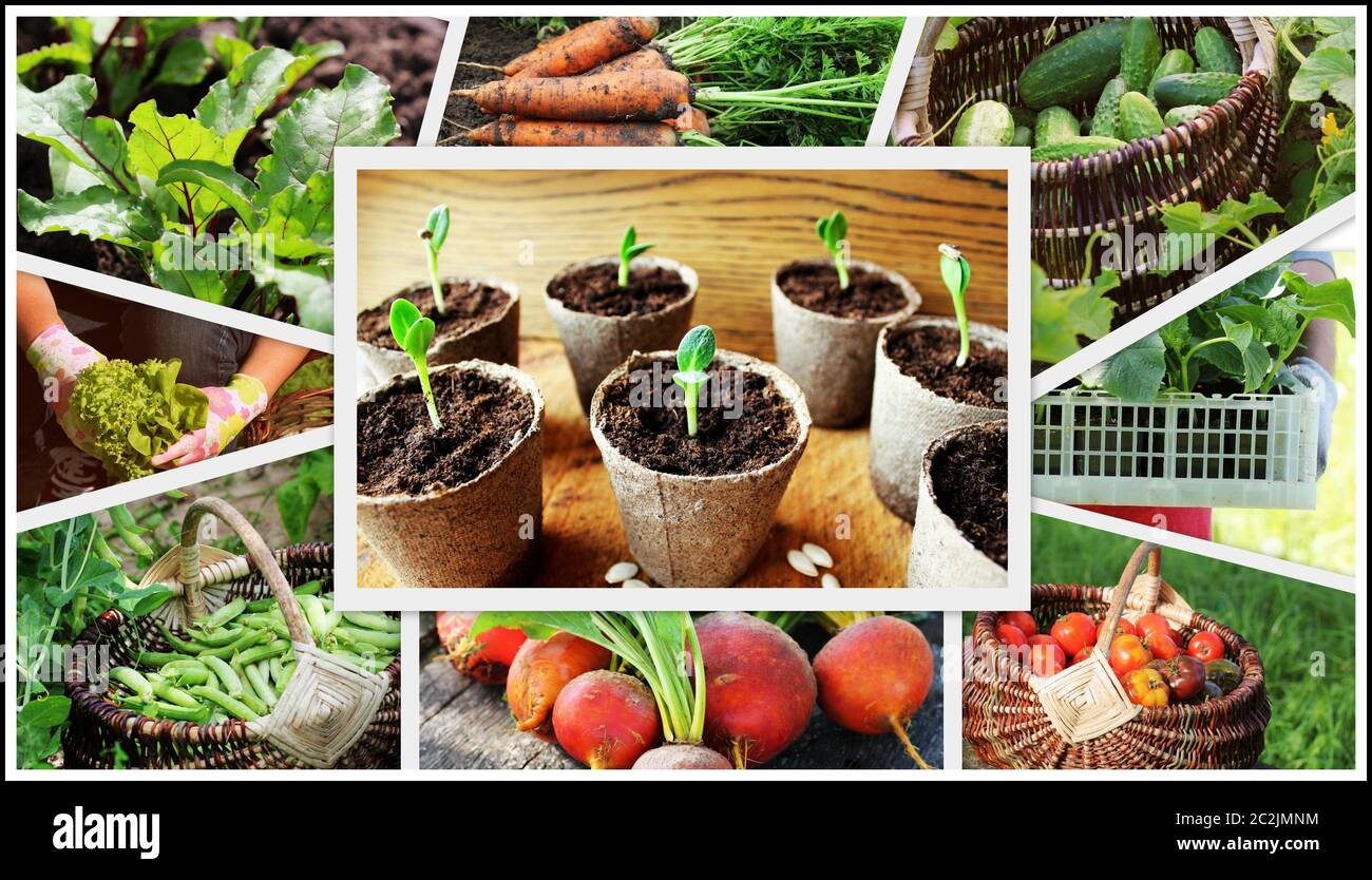 collage of vegetables - products of vegetable garden Stock Photo - Alamy