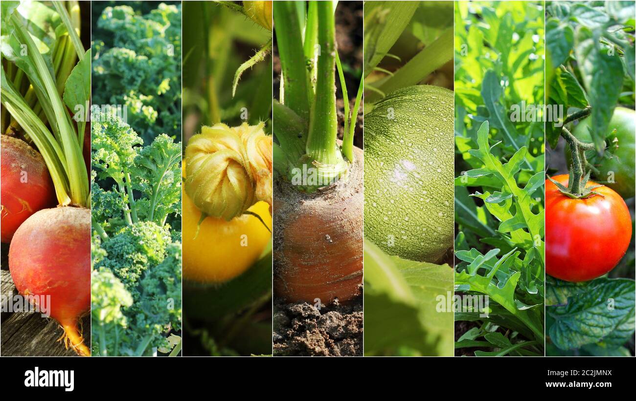 Collage of vegetables - products of vegetable garden. Healthy eating ...