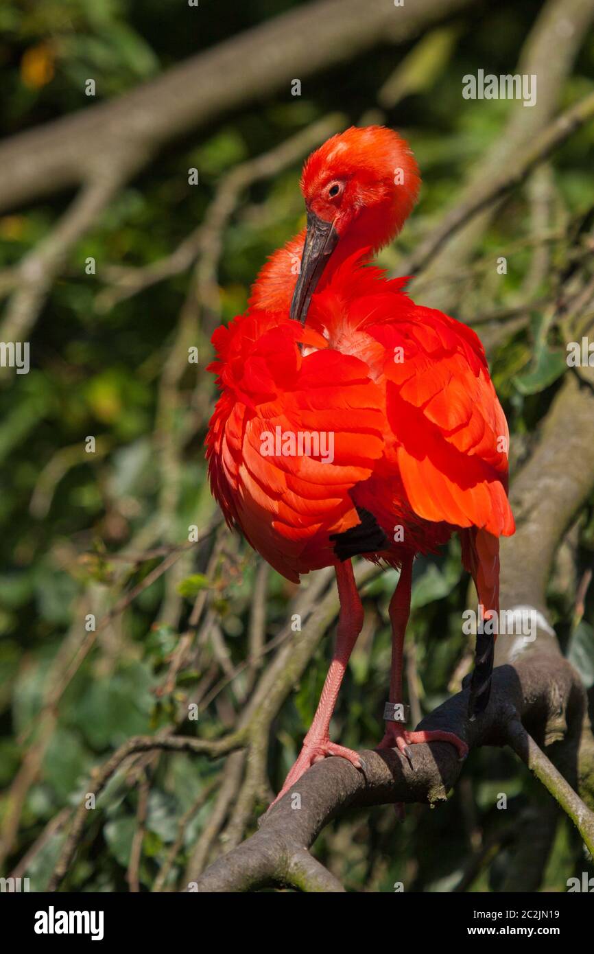 Scarlet Ibis (Eudocimus ruber Stock Photo - Alamy
