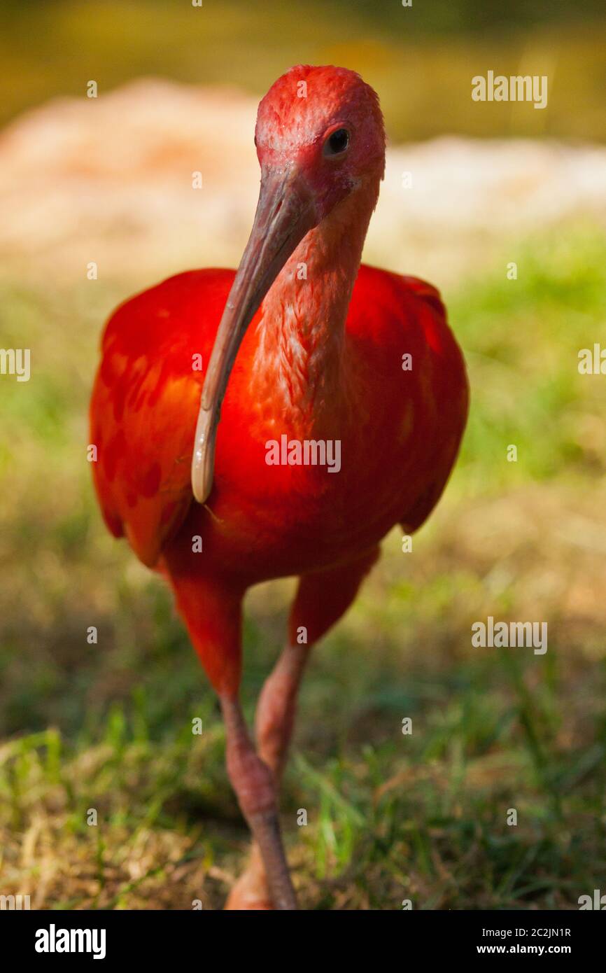 Scarlet Ibis (Eudocimus ruber Stock Photo - Alamy