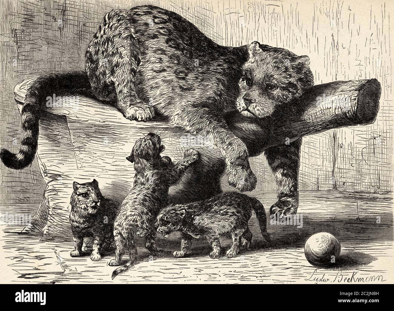 Adult female jaguar with her cubs in a zoo. Old 19th century engraved ...