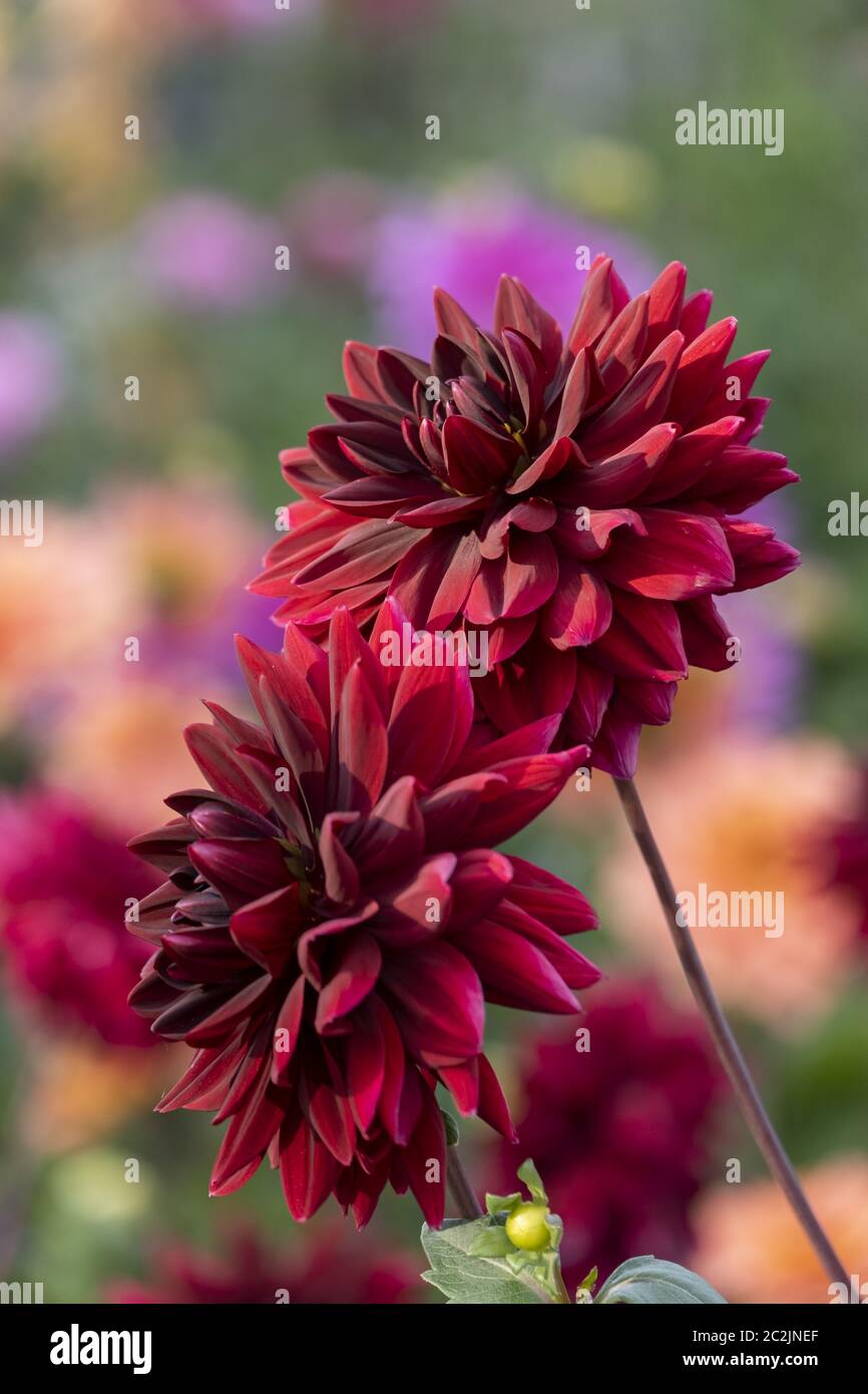 Red dahlia dahlia hi-res stock photography and images - Alamy