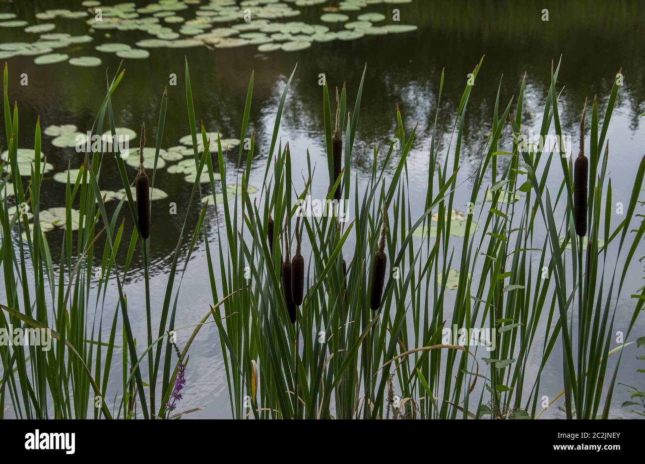 Tyhaceae hi-res stock photography and images - Alamy