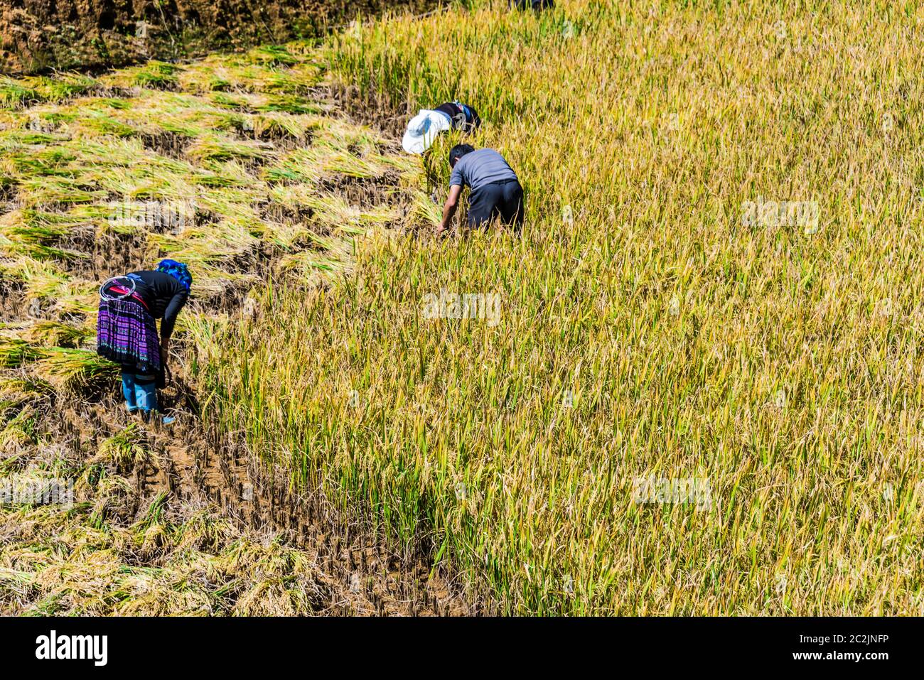 Self-sufficient labor-intensive farming in Mu Cang Chai District, Yen ...