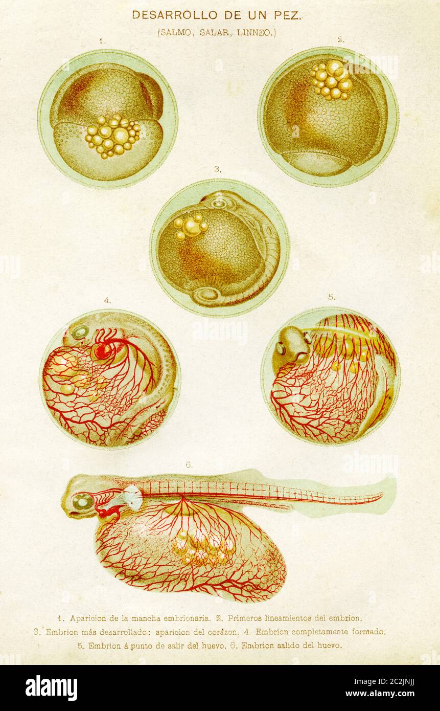 Evolution of the growth and transformation of a salmon egg. Common ...