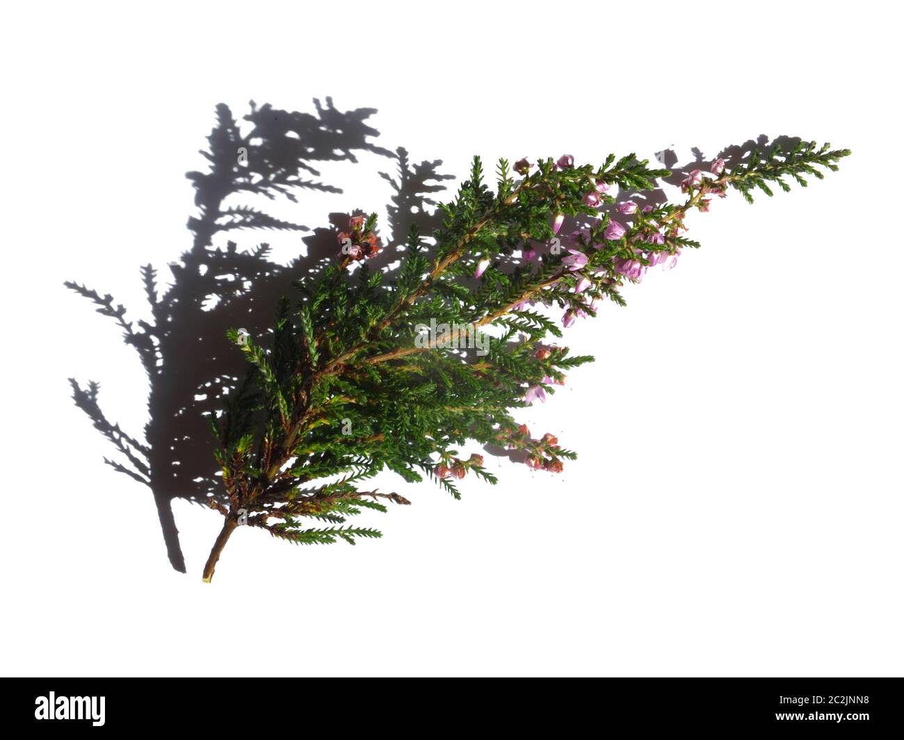 a small sprig of wild moorland heather with purple flowers on a white ...