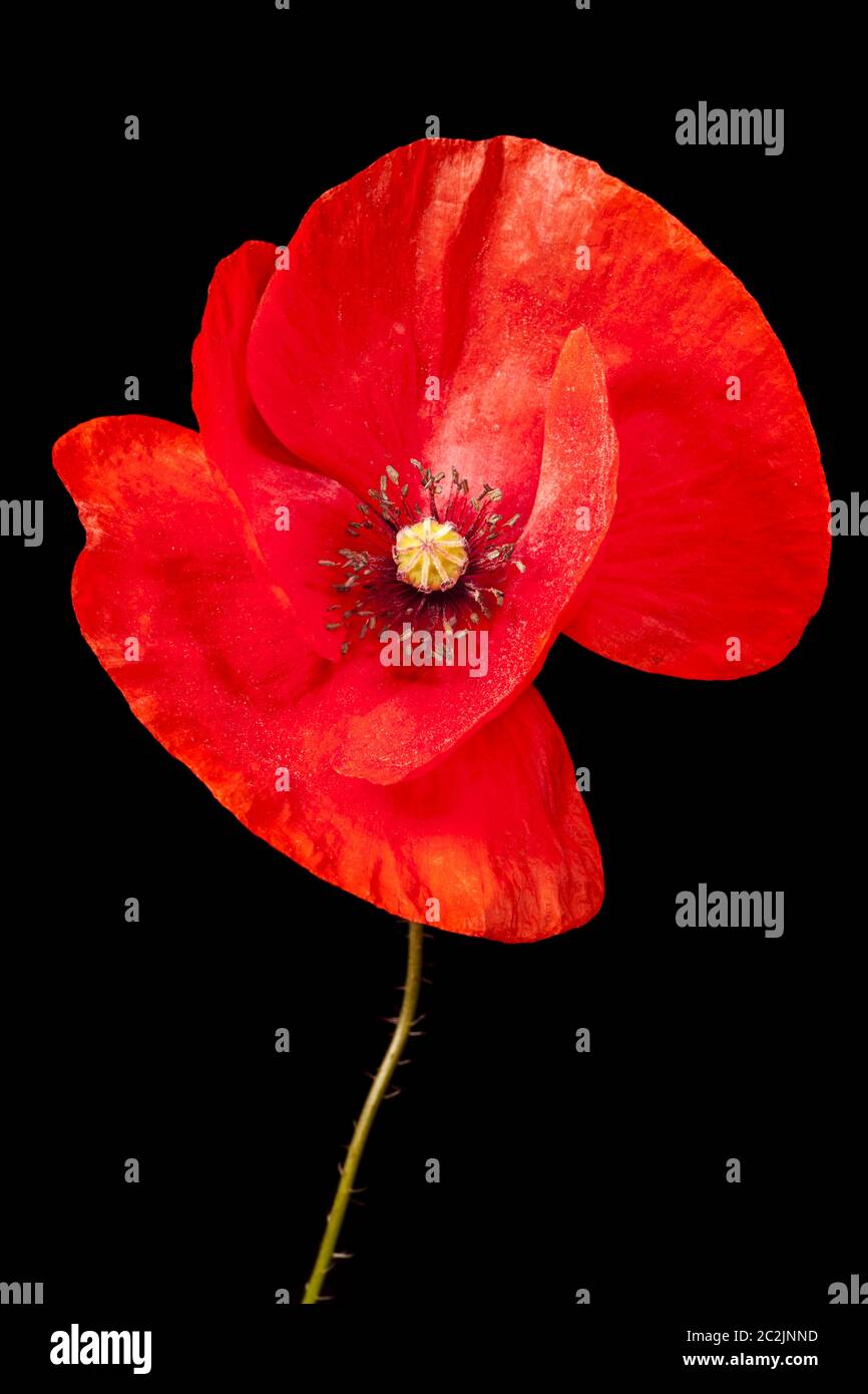 Papaver rhoeas poppy macro Stock Photo - Alamy