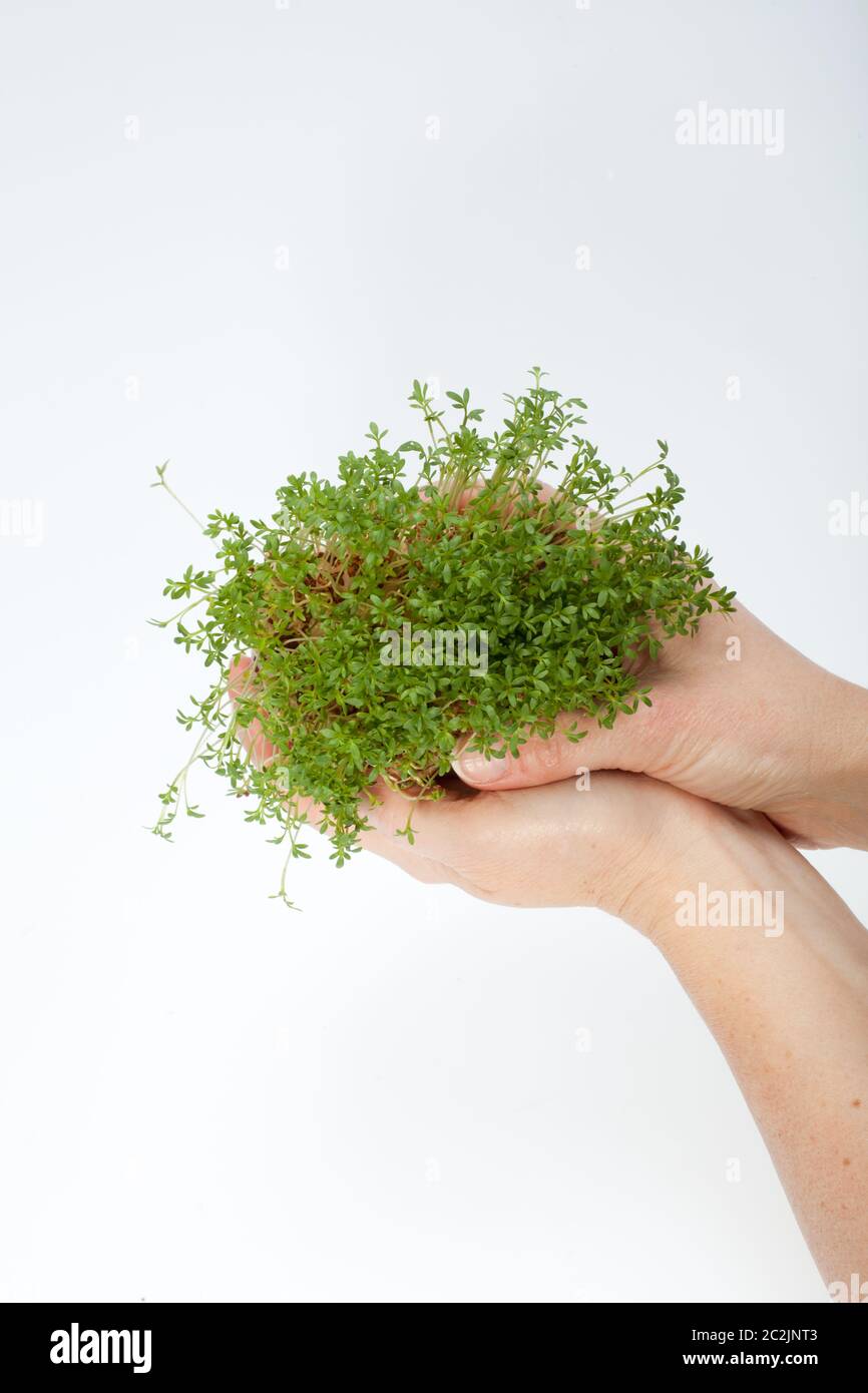 Fresh cress in the hand isolated on white background Stock Photo - Alamy