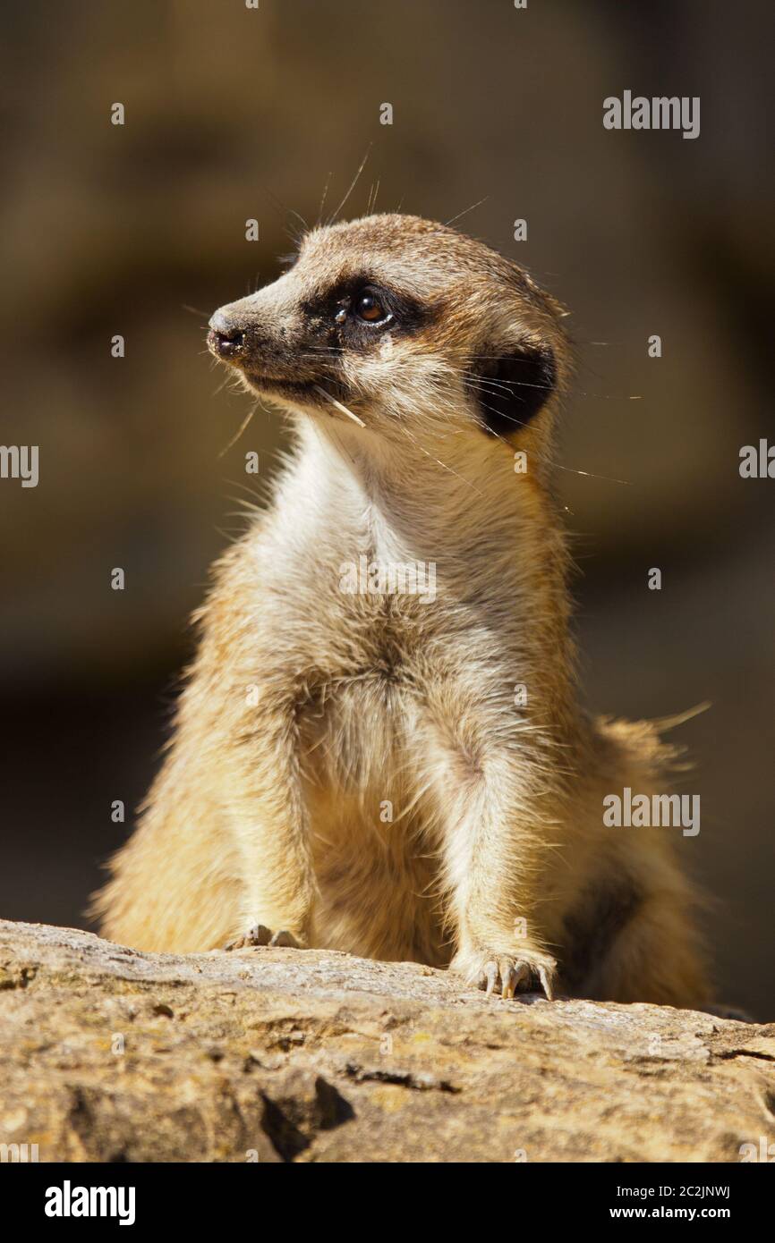 meerkat or suricate, Suricata suricatta Stock Photo - Alamy