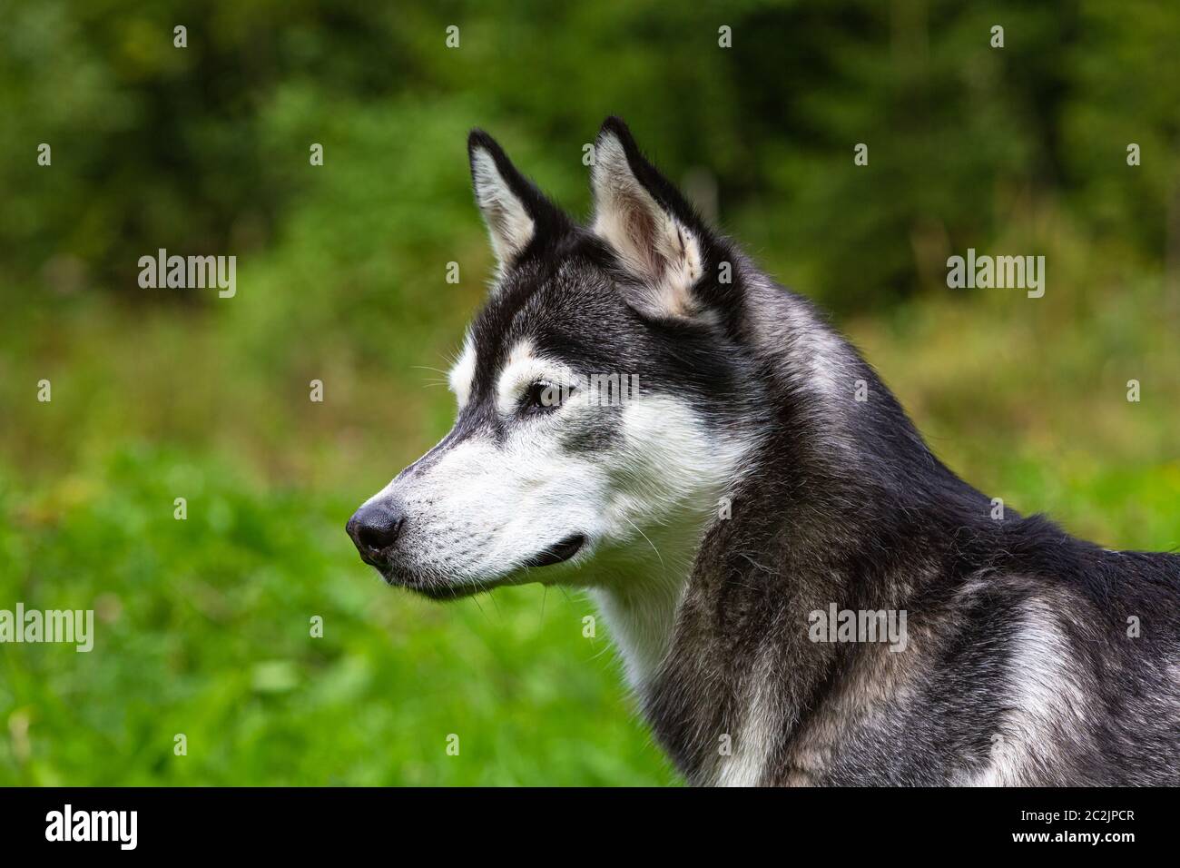 Beautiful husky dog hi-res stock photography and images - Alamy