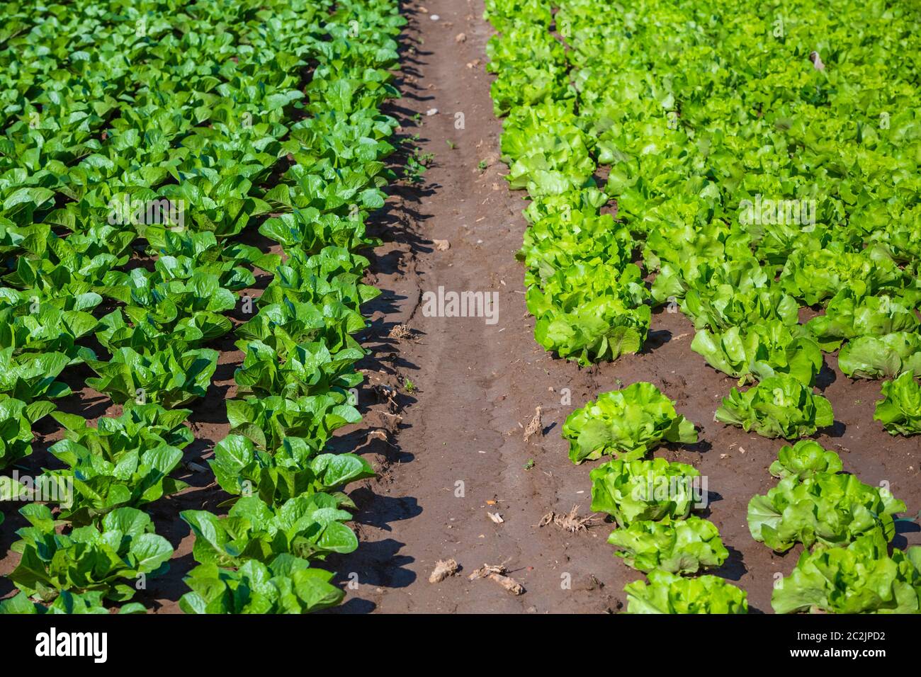 detail of a salat field with different types of salat Stock Photo - Alamy