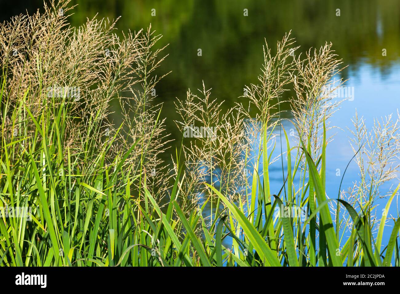 Flowering reed hi-res stock photography and images - Alamy