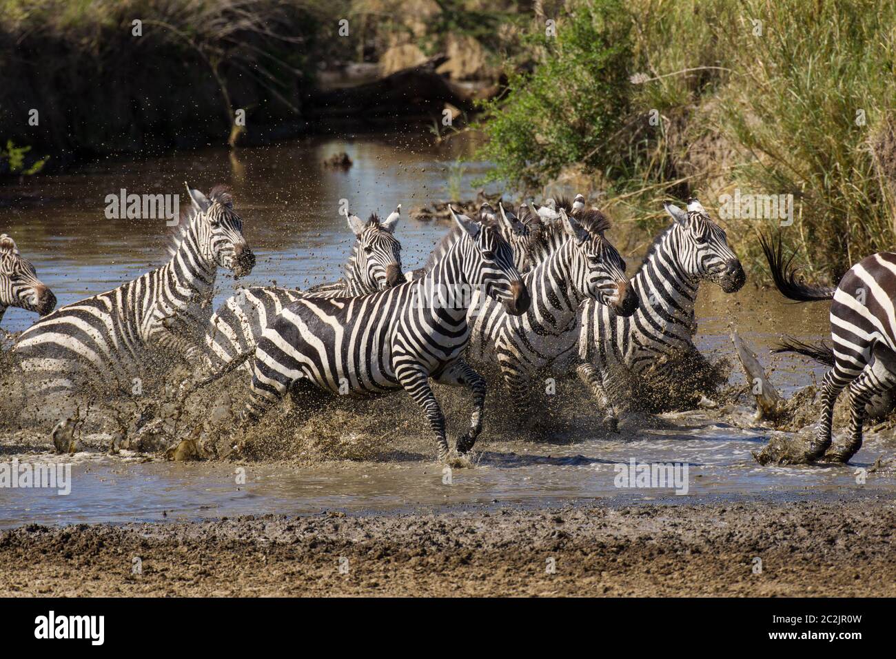 a herd of zebra running through muddy water at the river's edge in ...