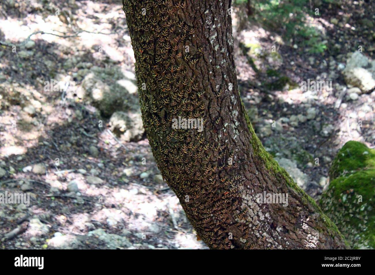 See hundreds butterflies hi-res stock photography and images - Alamy