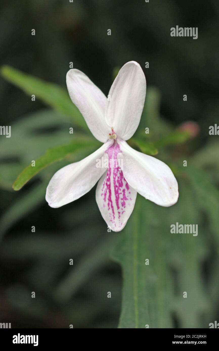 Wavy plant leaves hi-res stock photography and images - Alamy