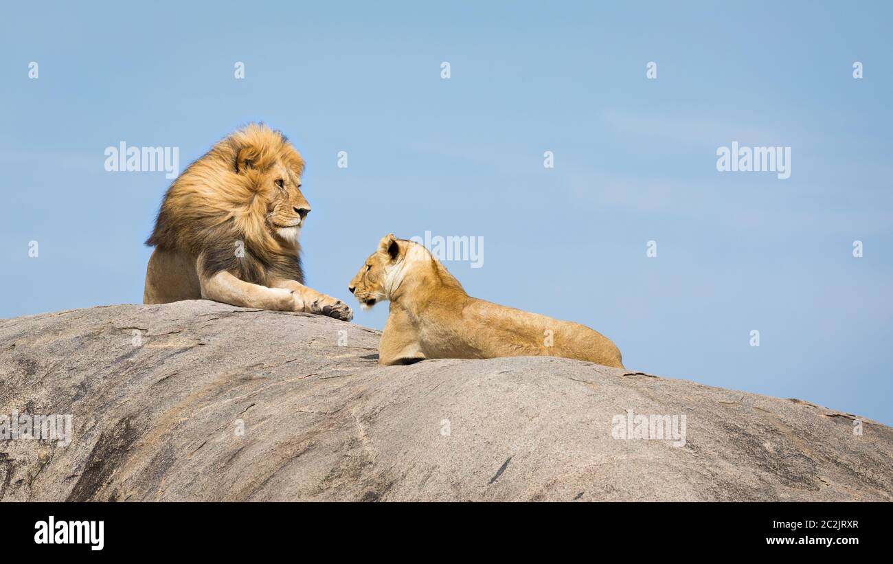 Lion king with a beautiful mane and his lioness lying on a huge rock ...