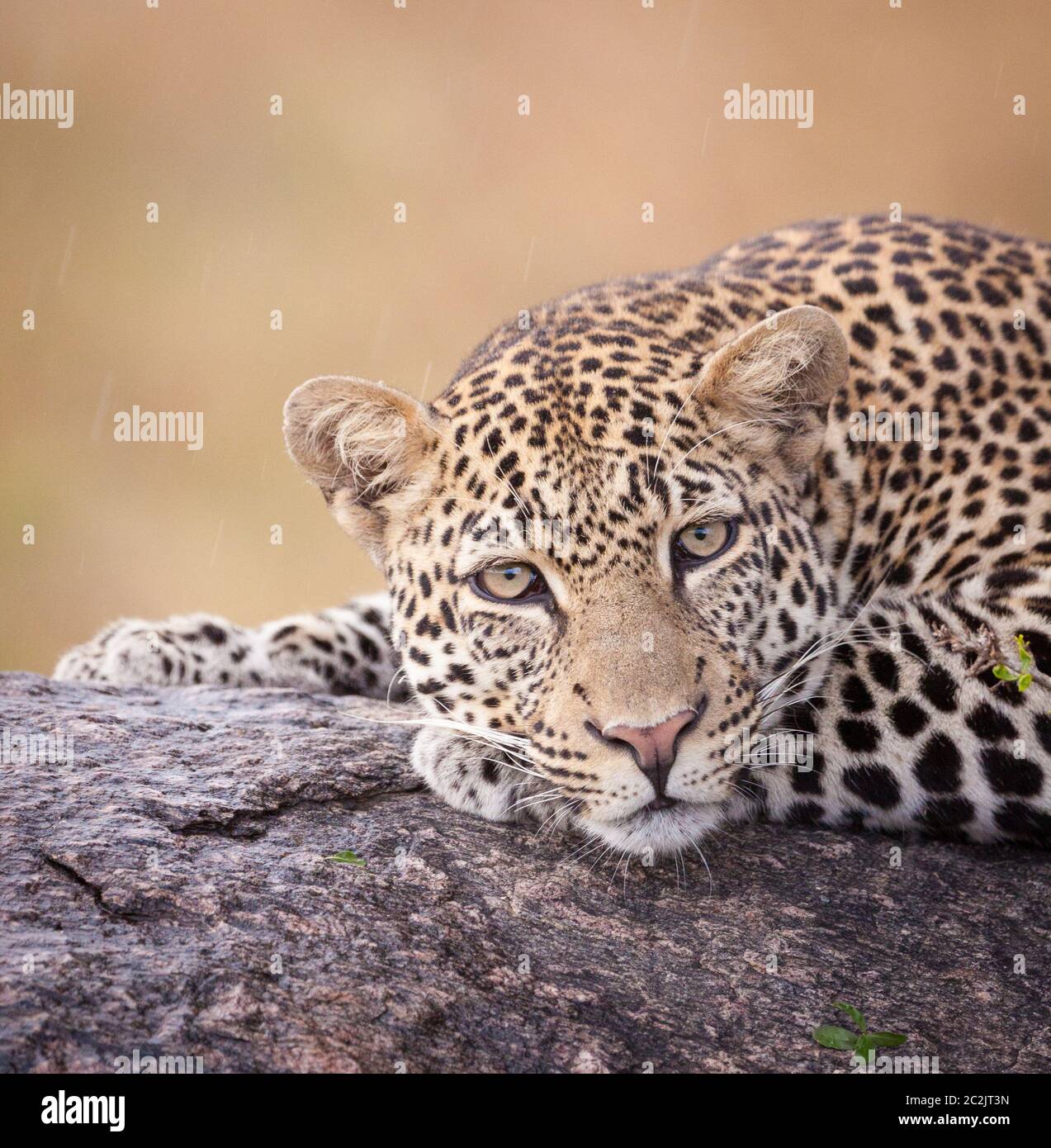 Leopards face hi-res stock photography and images - Alamy