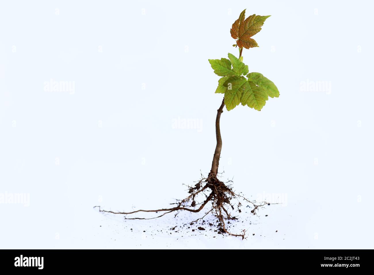 Plant Flower Roots High Resolution Stock Photography and Images - Alamy