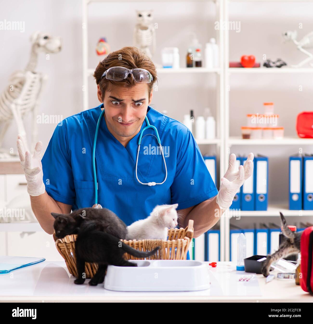 The vet doctor examining kittens in animal hospital Stock Photo - Alamy