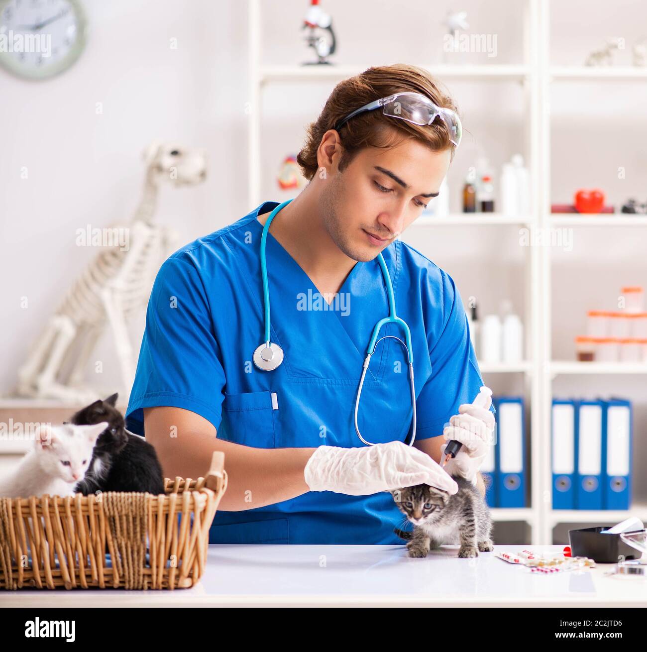 The vet doctor examining kittens in animal hospital Stock Photo - Alamy