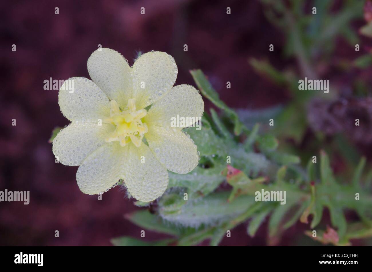 Cutleaf Evening Primrose, Oenothera laciniata Stock Photo - Alamy