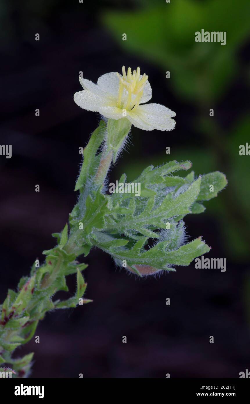Cutleaf Evening Primrose, Oenothera laciniata Stock Photo - Alamy
