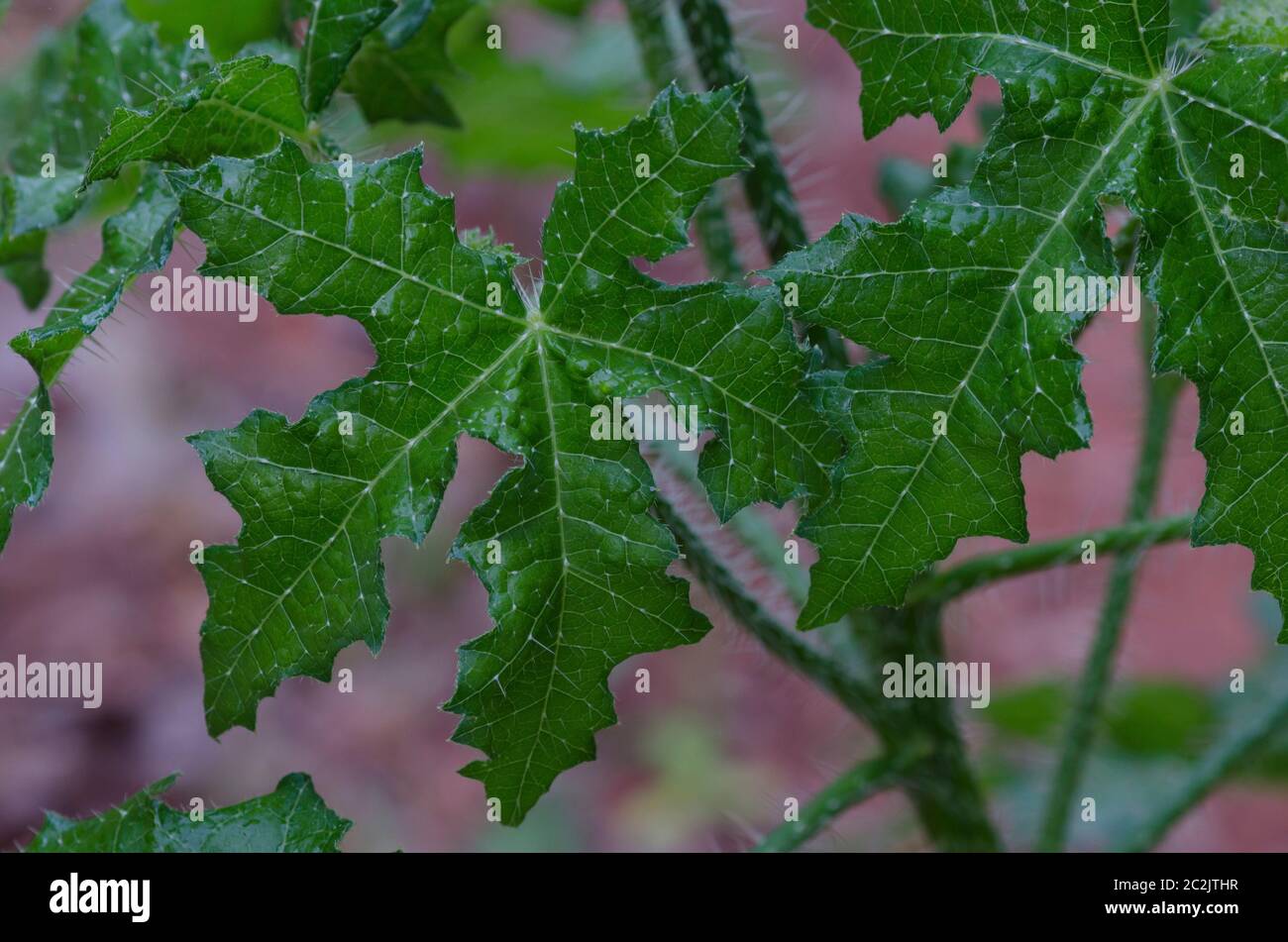 Bull nettle hi-res stock photography and images - Alamy
